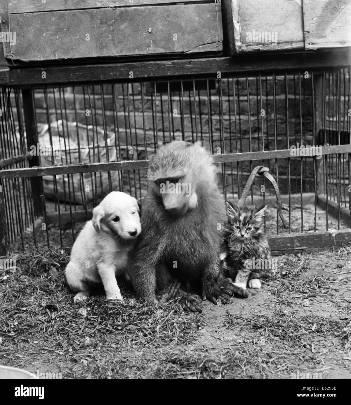 A puppy with a monkey and cat in the garden of a pet store. May 1950 ...
