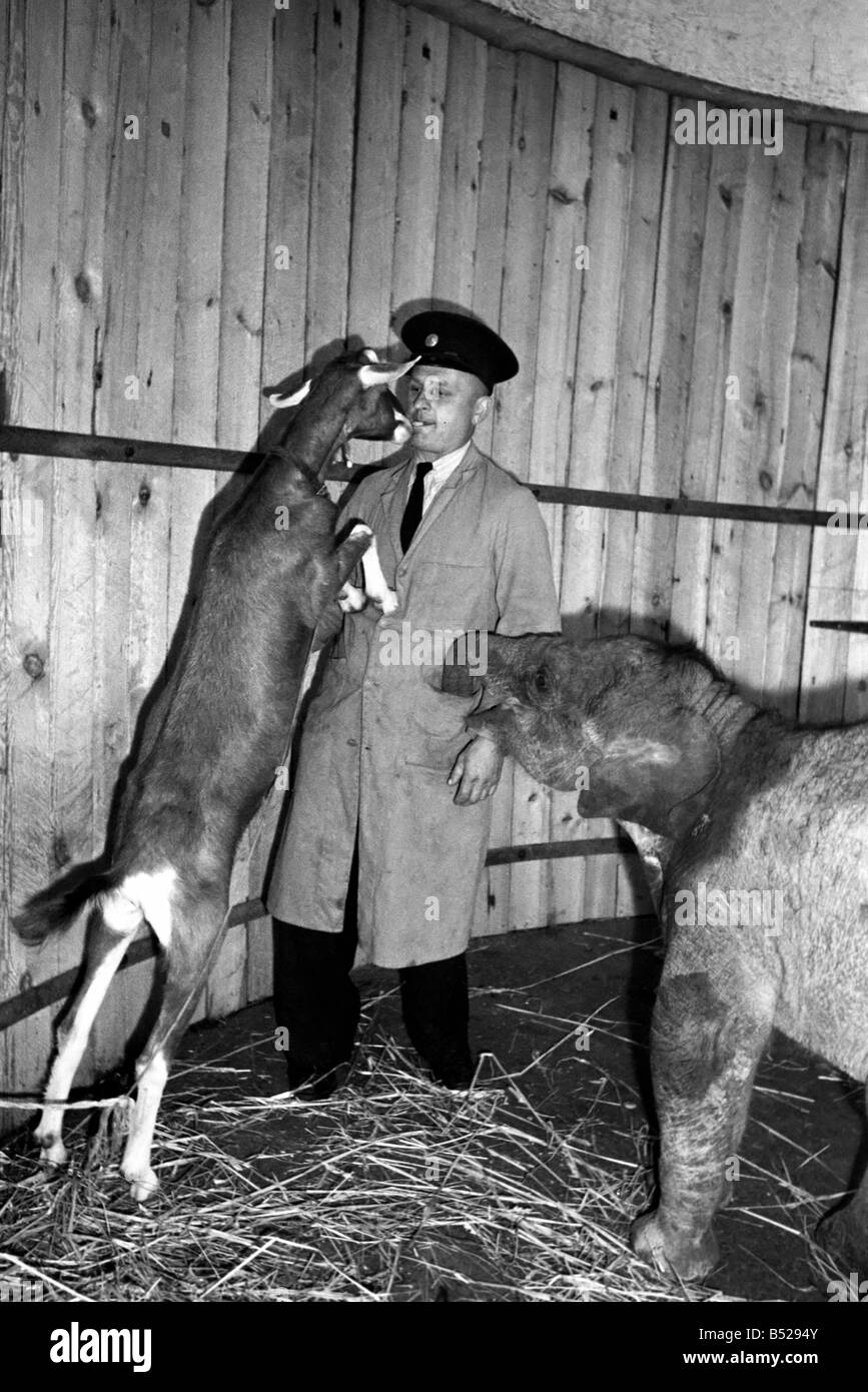 Whipsnade Zoo. Valli the elephant with her goat companion Ethel and the ...