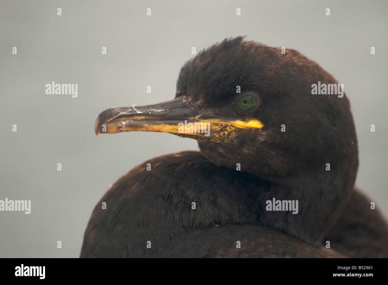 Coastal Shag seabird Stock Photo - Alamy