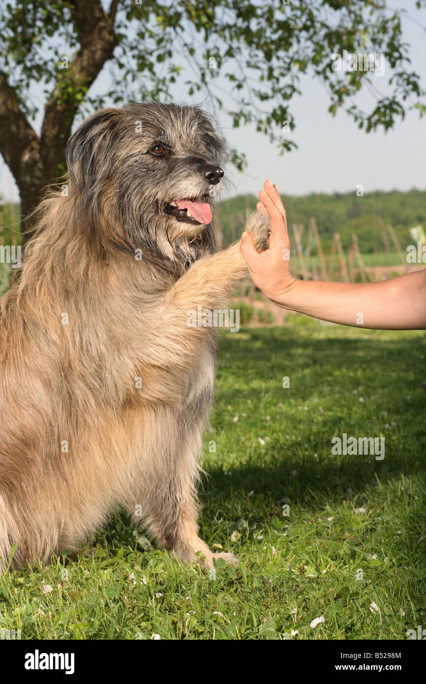 Human tree hybrids hi-res stock photography and images - Alamy
