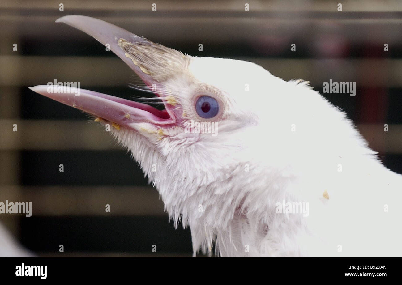 White raven hi-res stock photography and images - Alamy