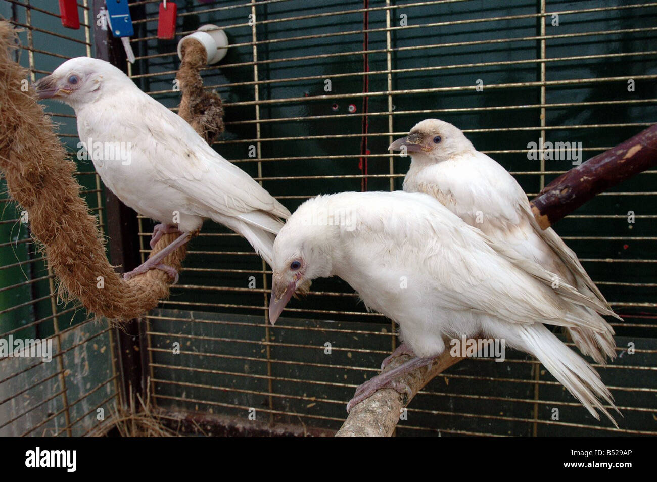 The rare white ravens Stock Photo - Alamy