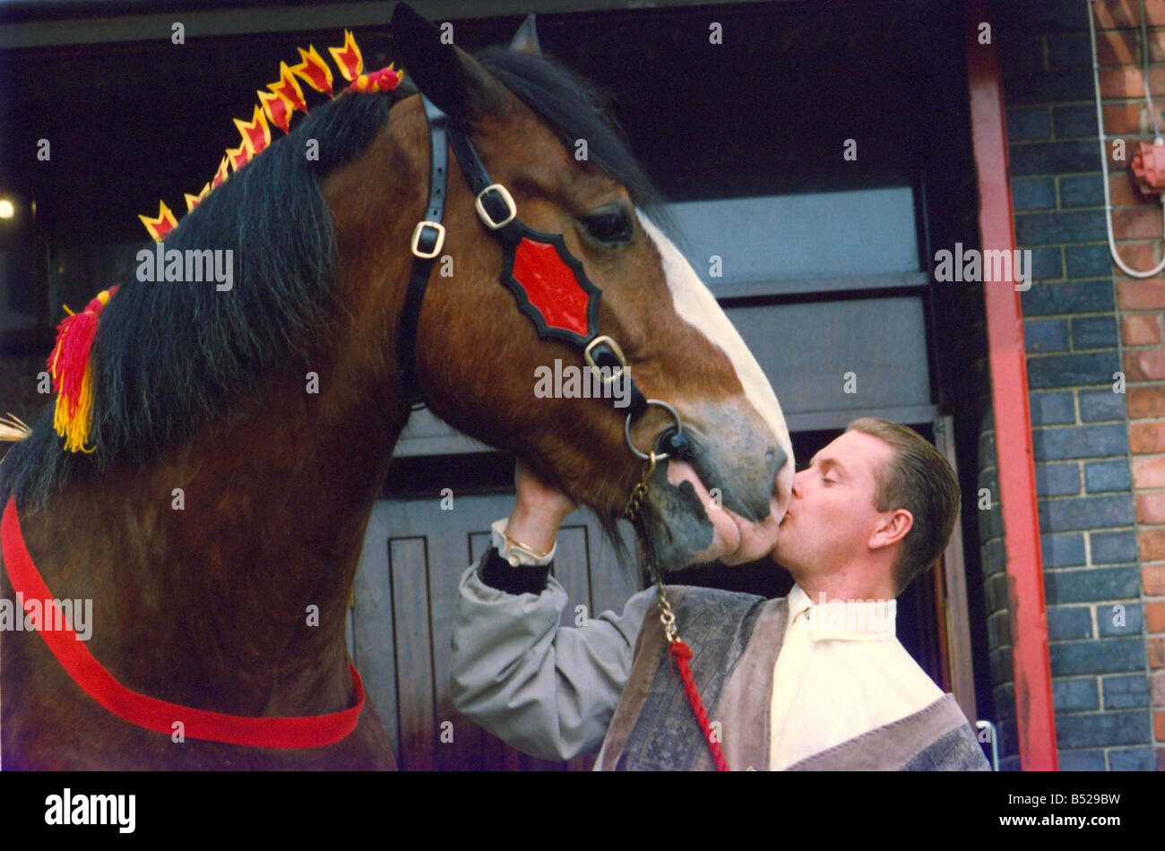 Paul Gascoigne Gazza with one of Newcastle Breweries Dray Horses Stock ...