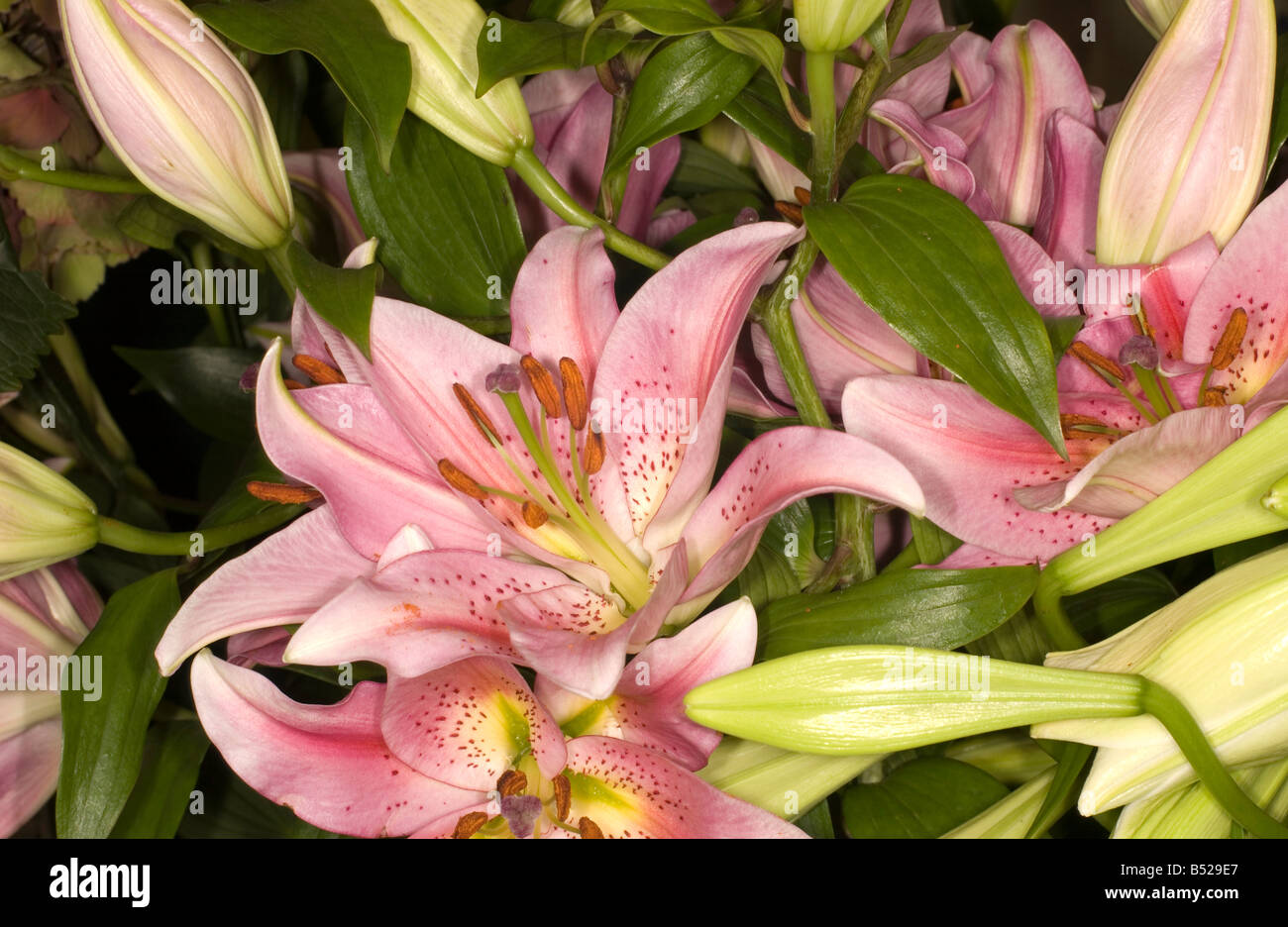 Bunch of lilies hi-res stock photography and images - Alamy