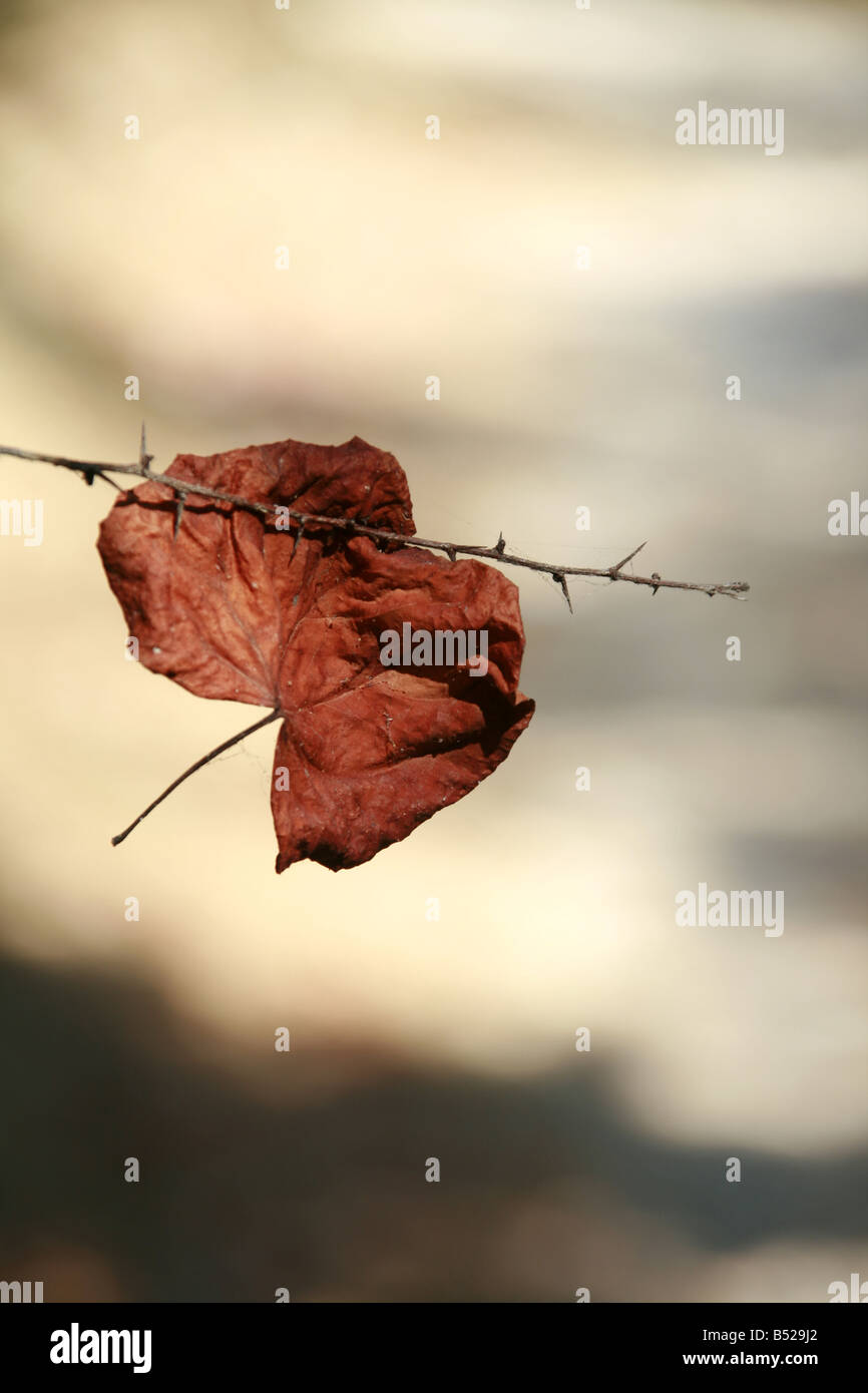 one brown leaf stuck on thorns on bare tree branch Stock Photo - Alamy