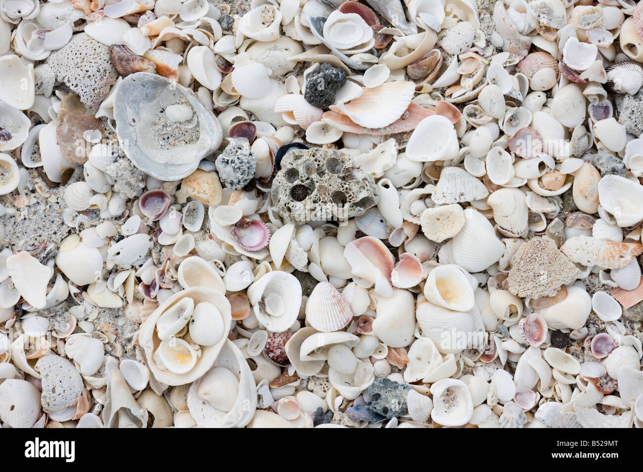 White shells hi-res stock photography and images - Alamy