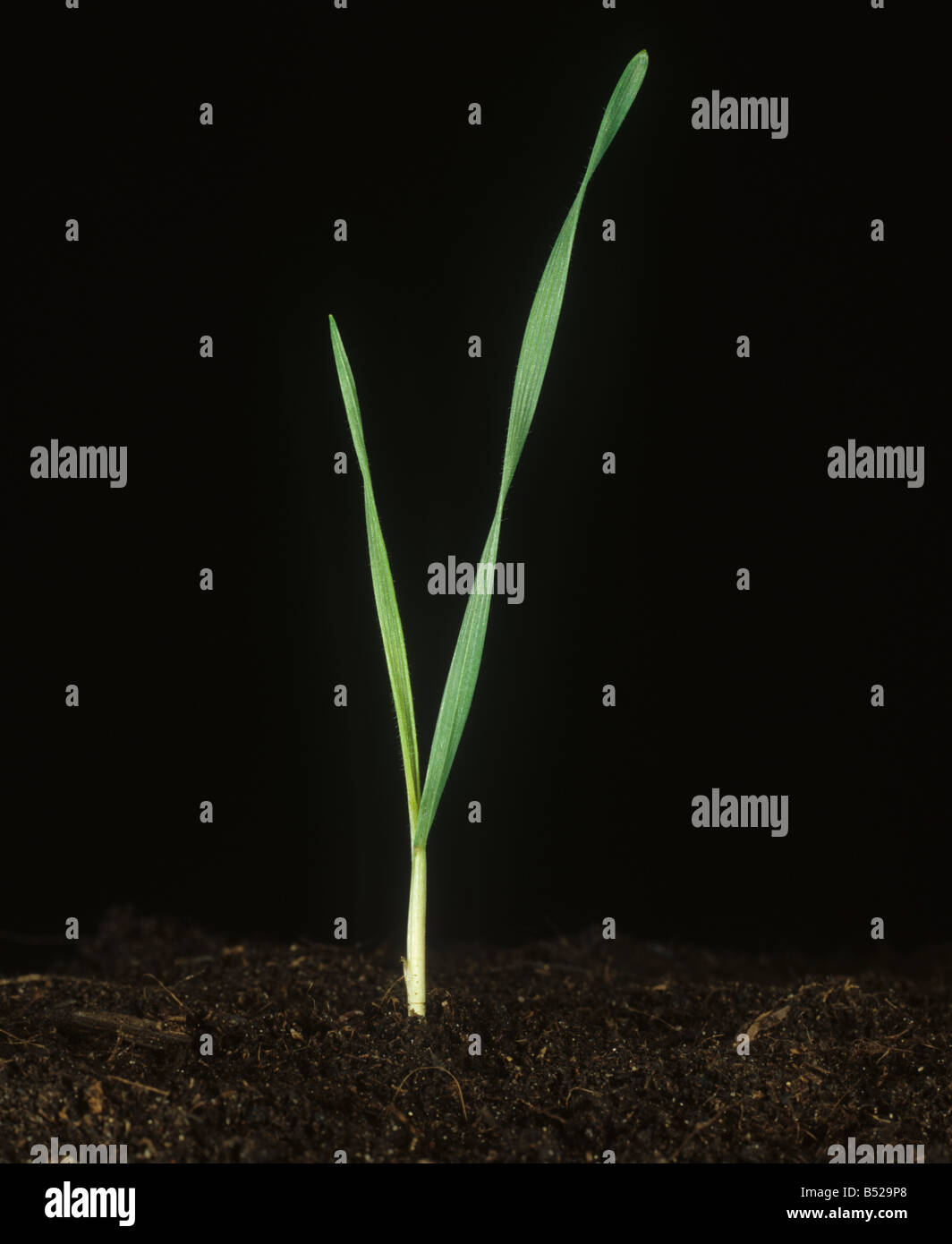 Drooping brome Bromus tectorum seedling at growth stage 11 one true ...