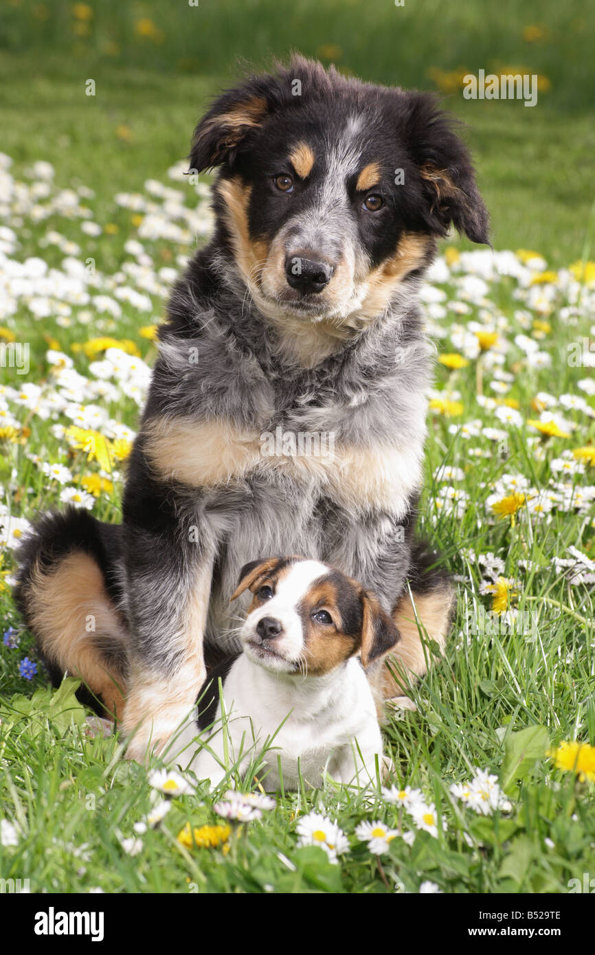 Mezcla De Jack Russell Terrier Y Border Collie