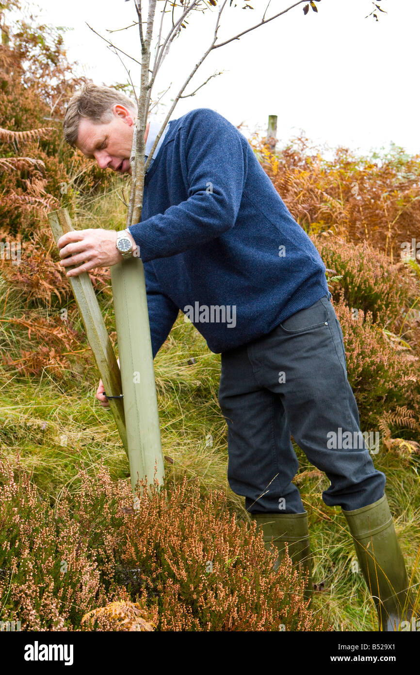 existing trees protected by tubes Stock Photo - Alamy