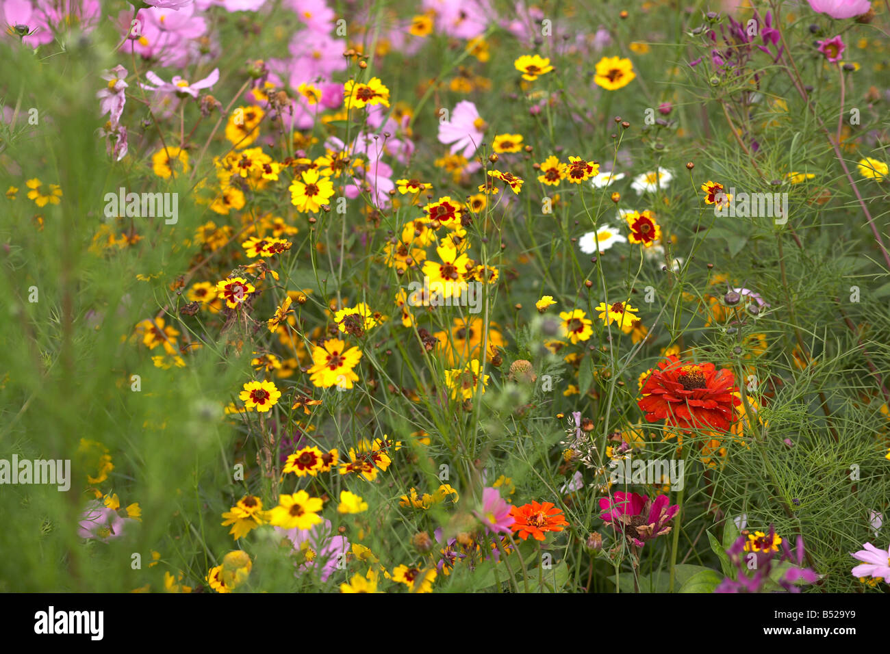 Wild Flowers in a Meadow Stock Photo - Alamy