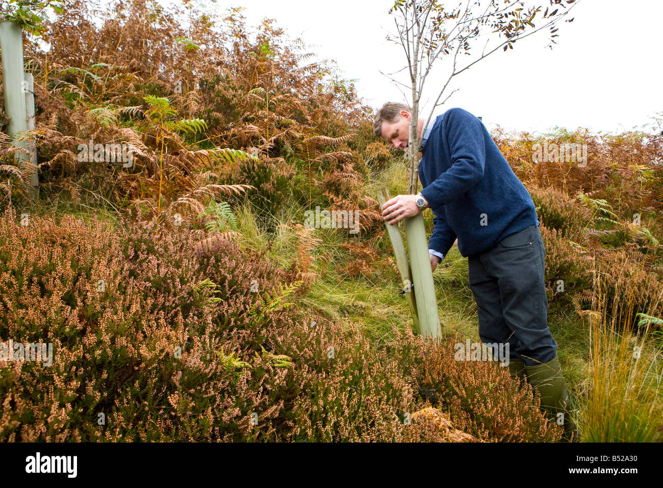 existing trees protected by tubes Stock Photo - Alamy