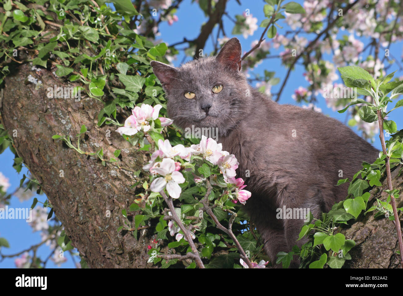 domestic cat - sitting on tree Stock Photo - Alamy
