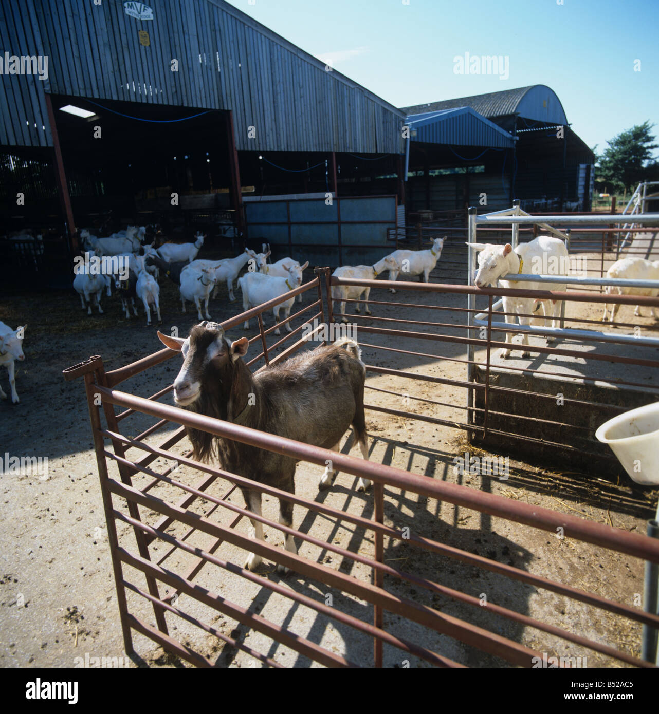 Toggenburg billy goat in a pen in a collecting yard on a dairy goat ...