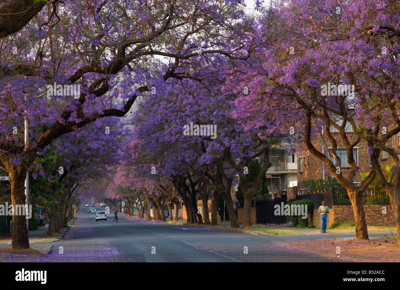 Jakaranda hi-res stock photography and images - Alamy