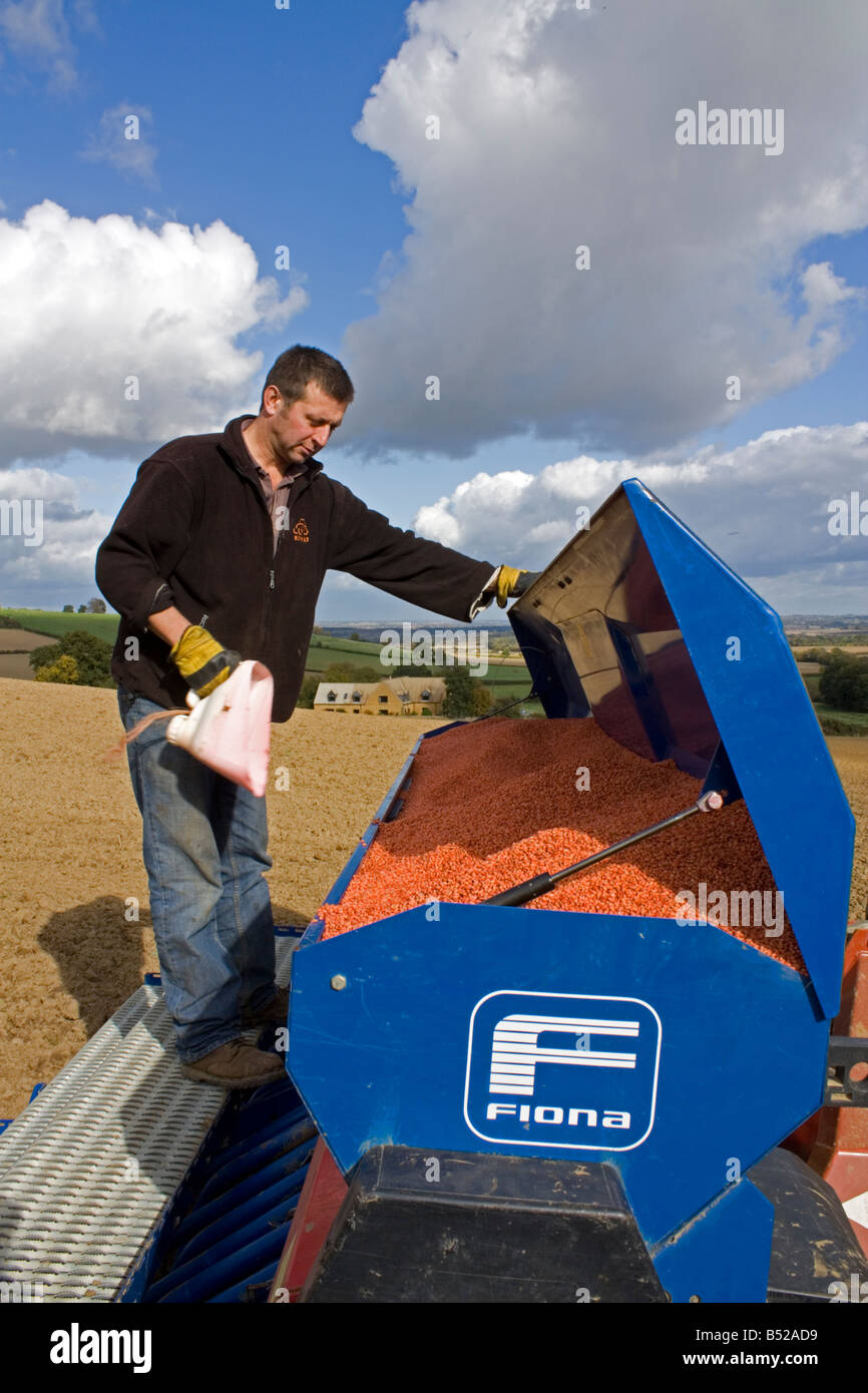 Filling drill with chemically dressed wheat ready for drilling the ...