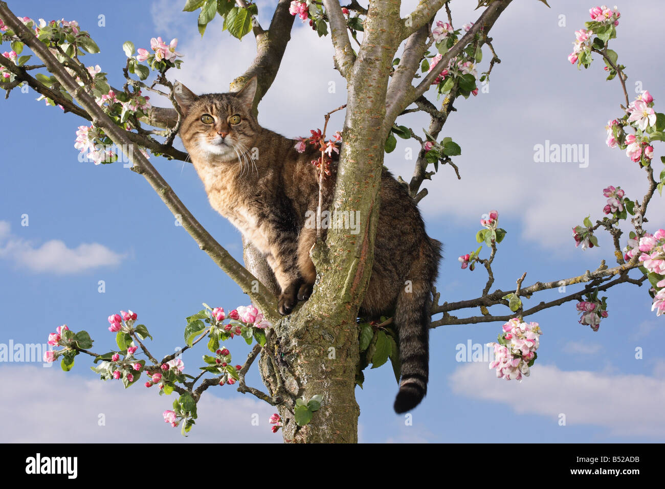domestic cat - standing on tree Stock Photo - Alamy