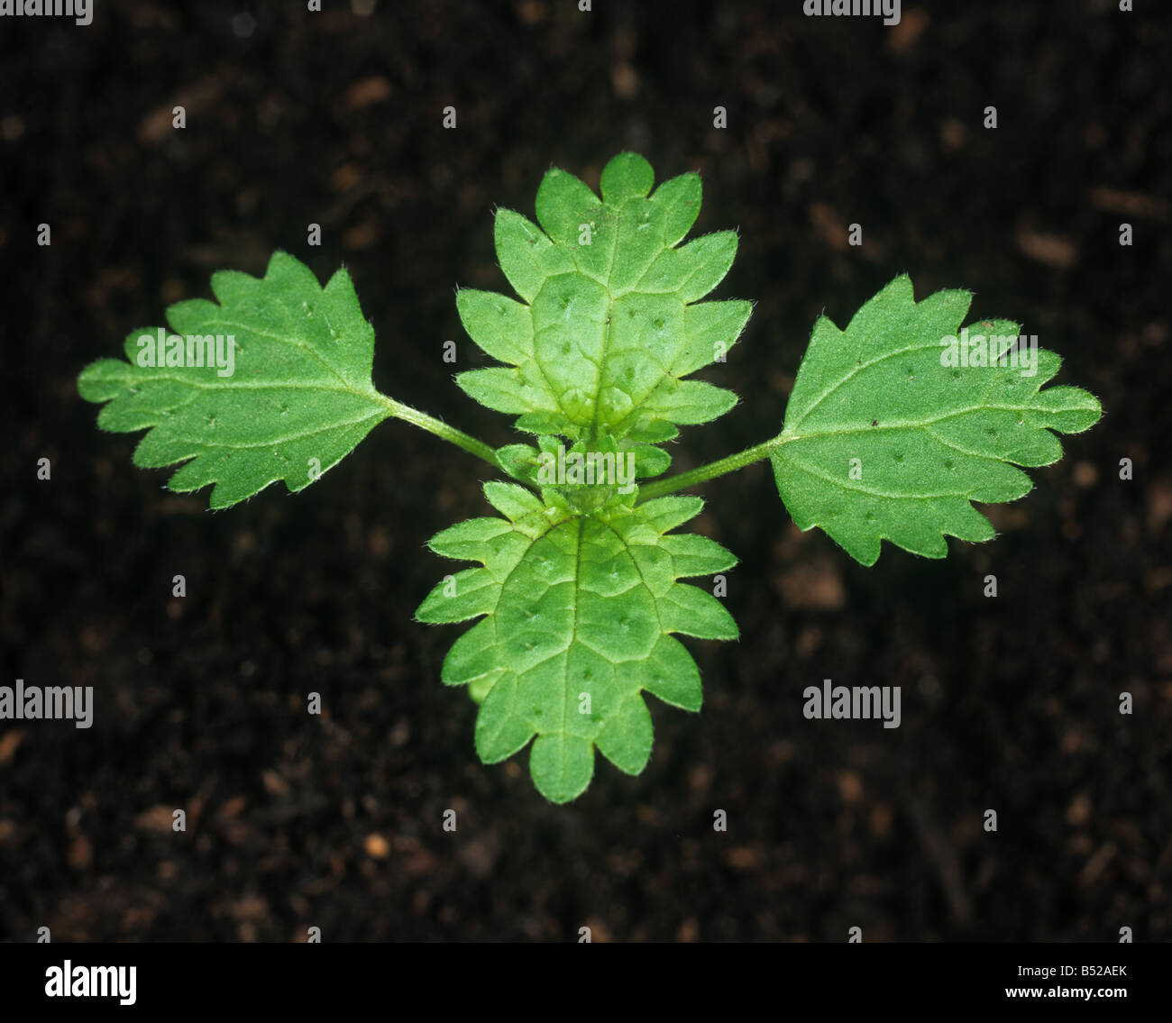 Urtica urens hi-res stock photography and images - Alamy