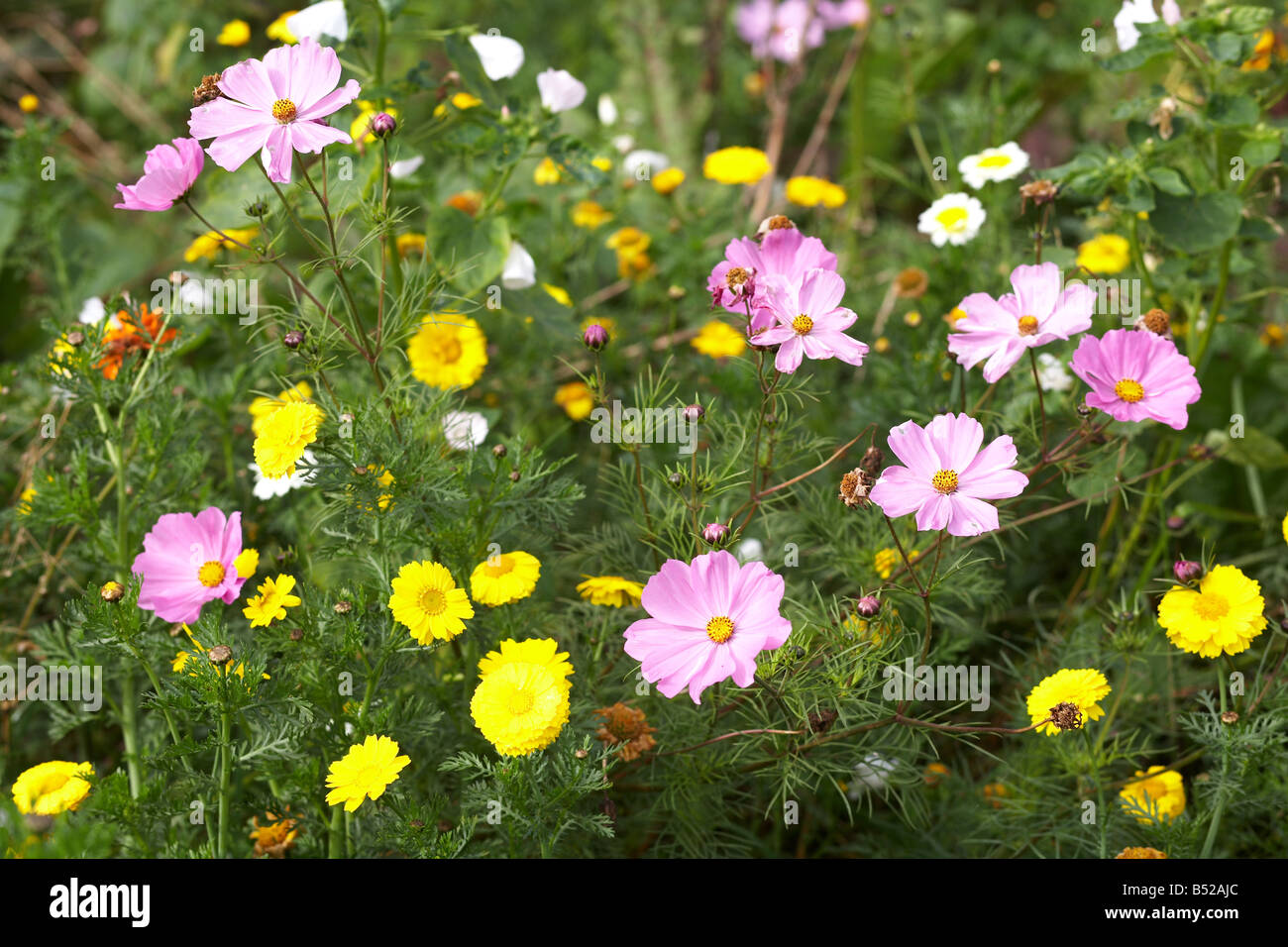 Colourful wild flowers Stock Photo - Alamy