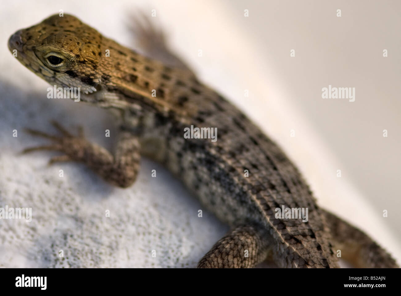 A lizard clings to a rock on the Island of Waderick well's in the ...