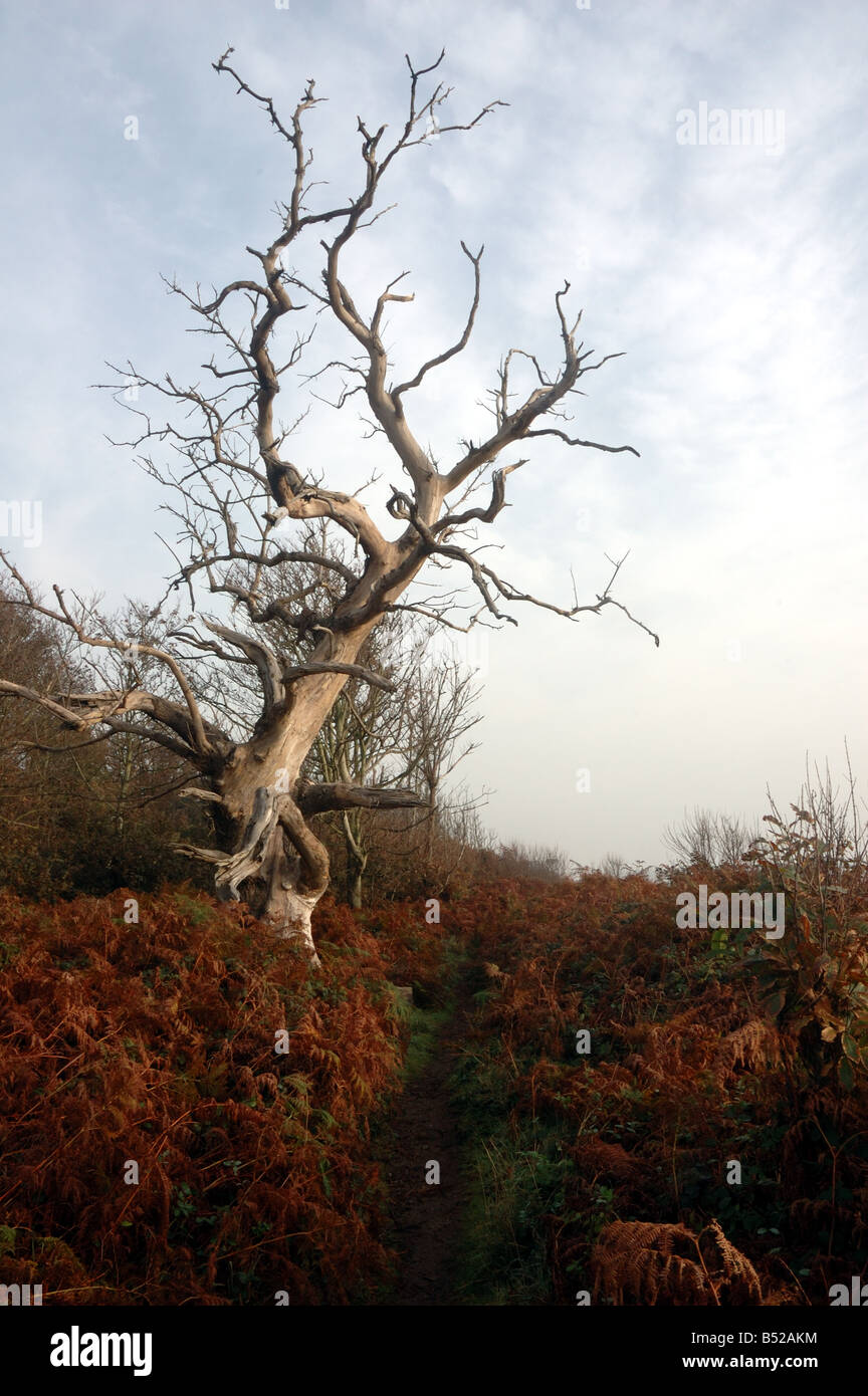 Dead tree on the coast path near Covehithe, Suffolk, UK Stock Photo - Alamy