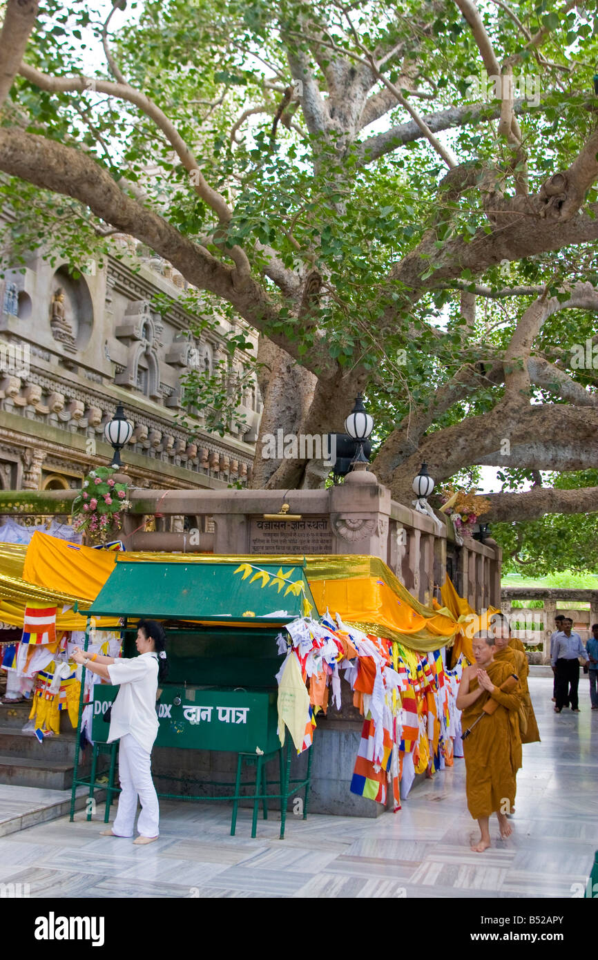 A buddhist monks pray under Bodhi tree in Bodhgaya, Bihar state , India ...
