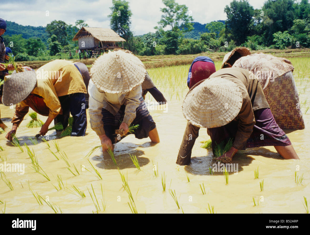 women planting rice ,paddy field, Vietnam Stock Photo - Alamy