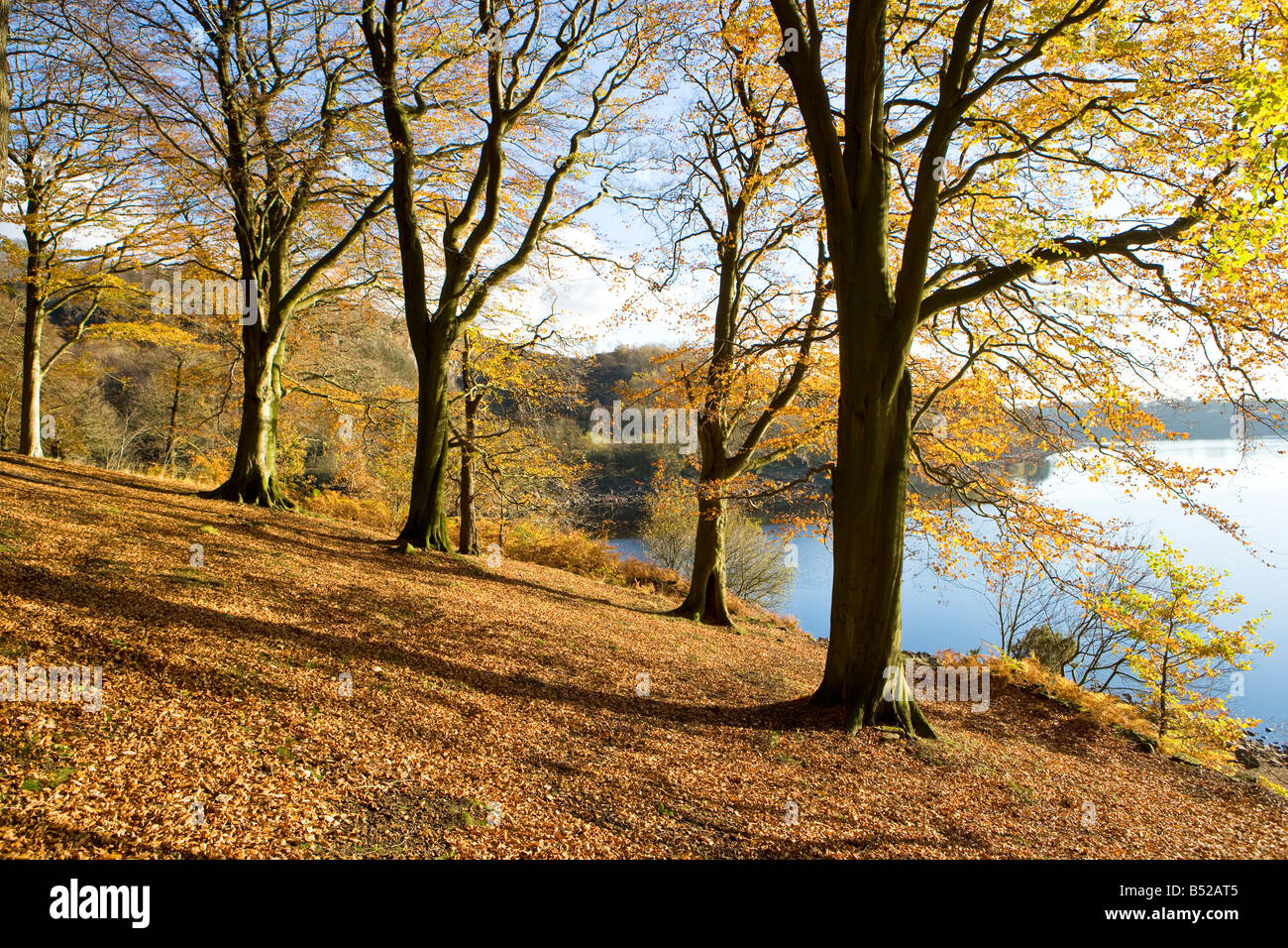 Anglezarke lancashire hi-res stock photography and images - Alamy