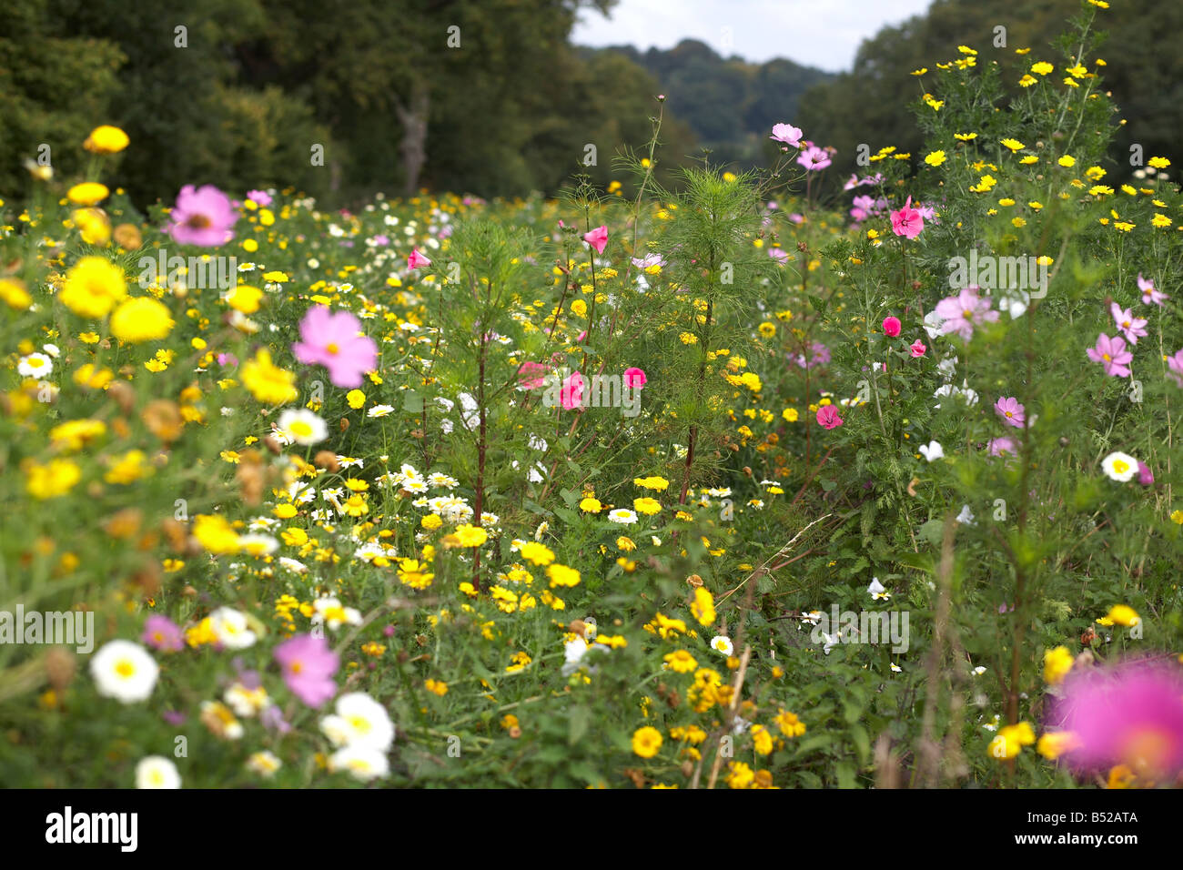 Flowers growing in natural enviroment Stock Photo - Alamy