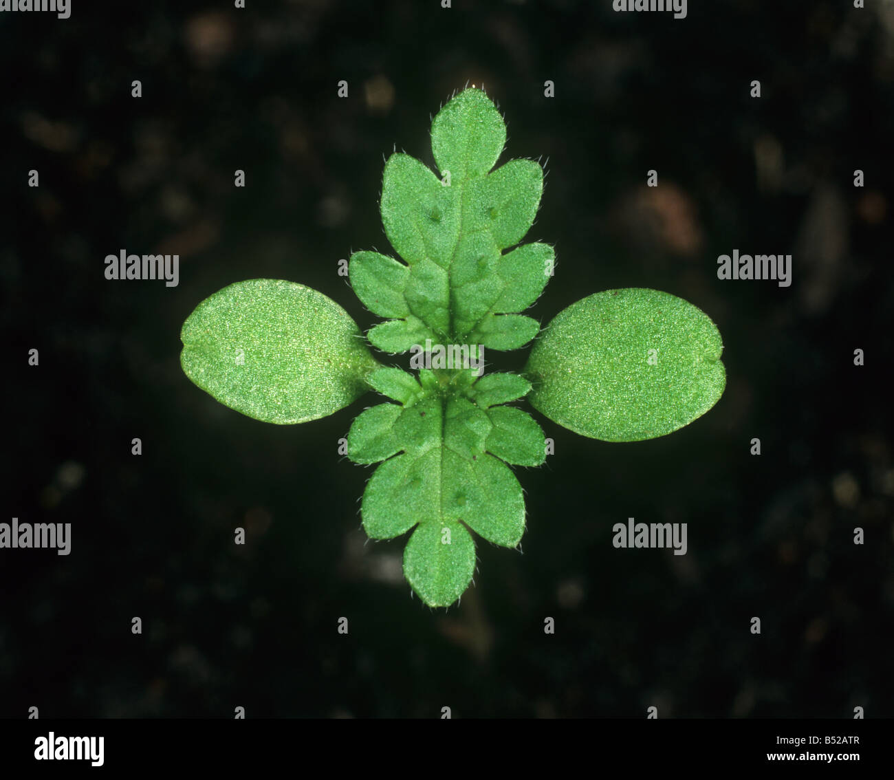 Seedling Cotyledons First True Leaves High Resolution Stock Photography ...