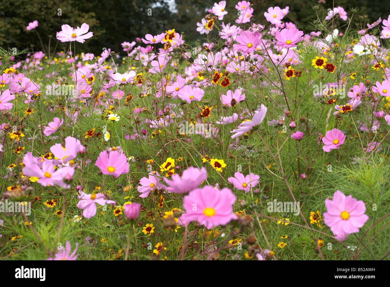Flowers growing in natural enviroment Stock Photo - Alamy