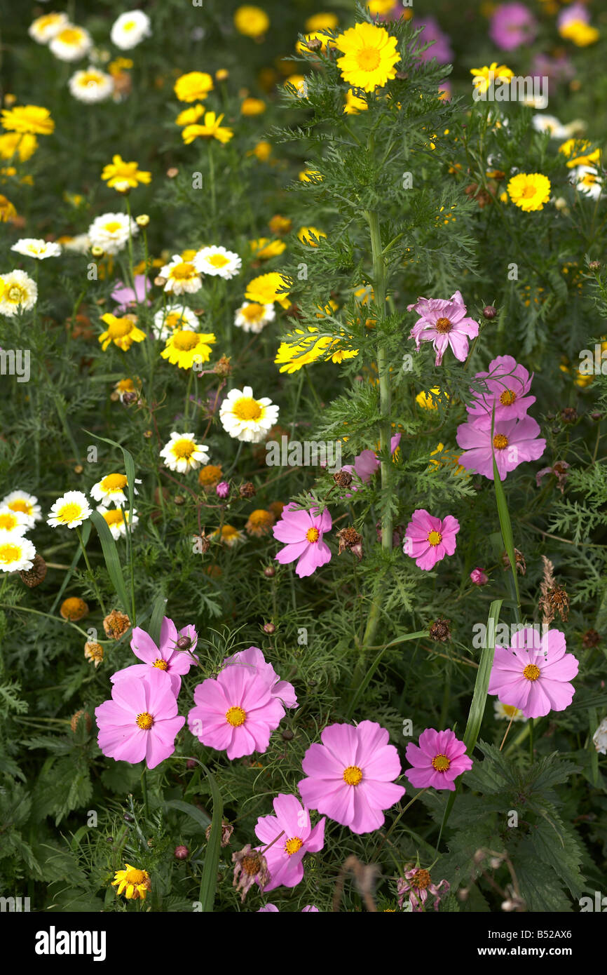 English wild flowers hi-res stock photography and images - Alamy