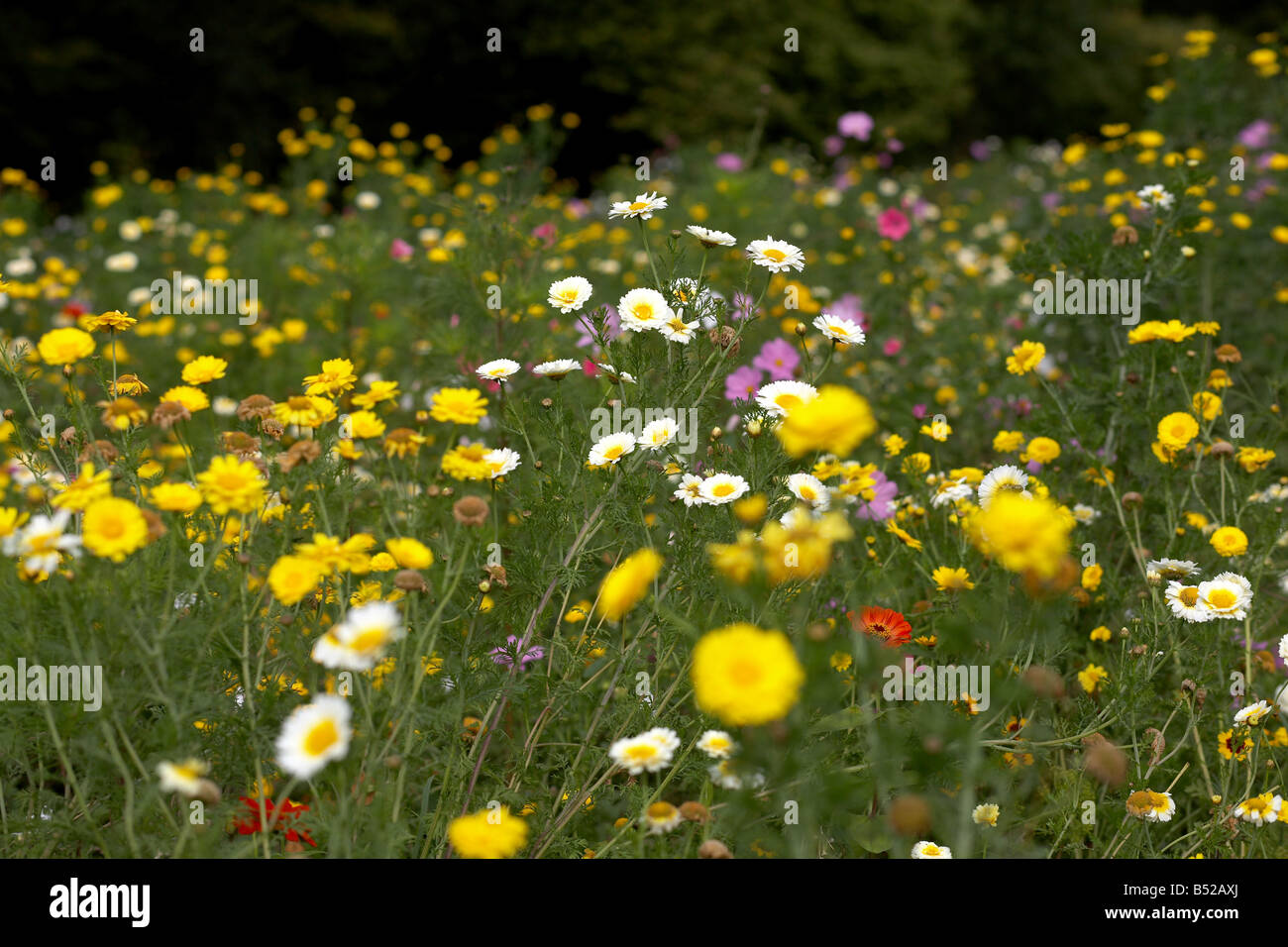 Flowers growing in natural enviroment Stock Photo - Alamy