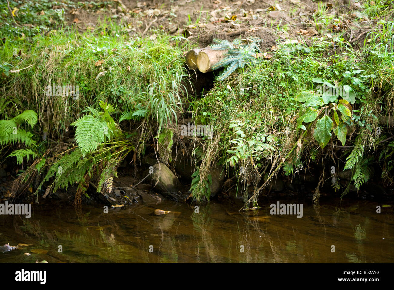 artificial otter holt constructed by a farmer Stock Photo - Alamy