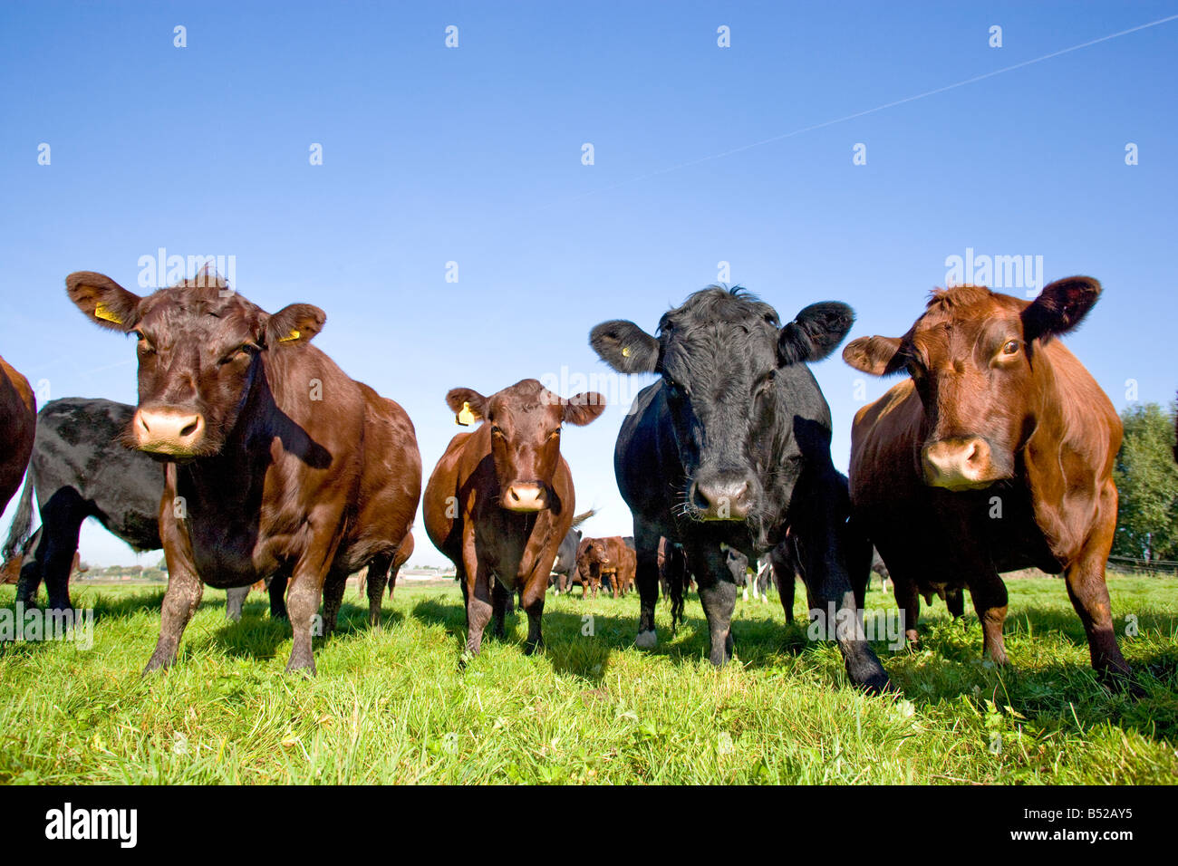Rare breed cattle hi-res stock photography and images - Alamy