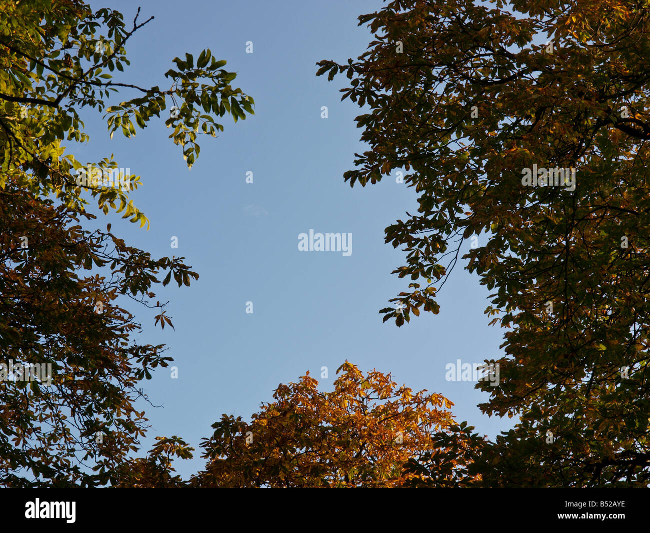 autumn morning tree tops Stock Photo - Alamy