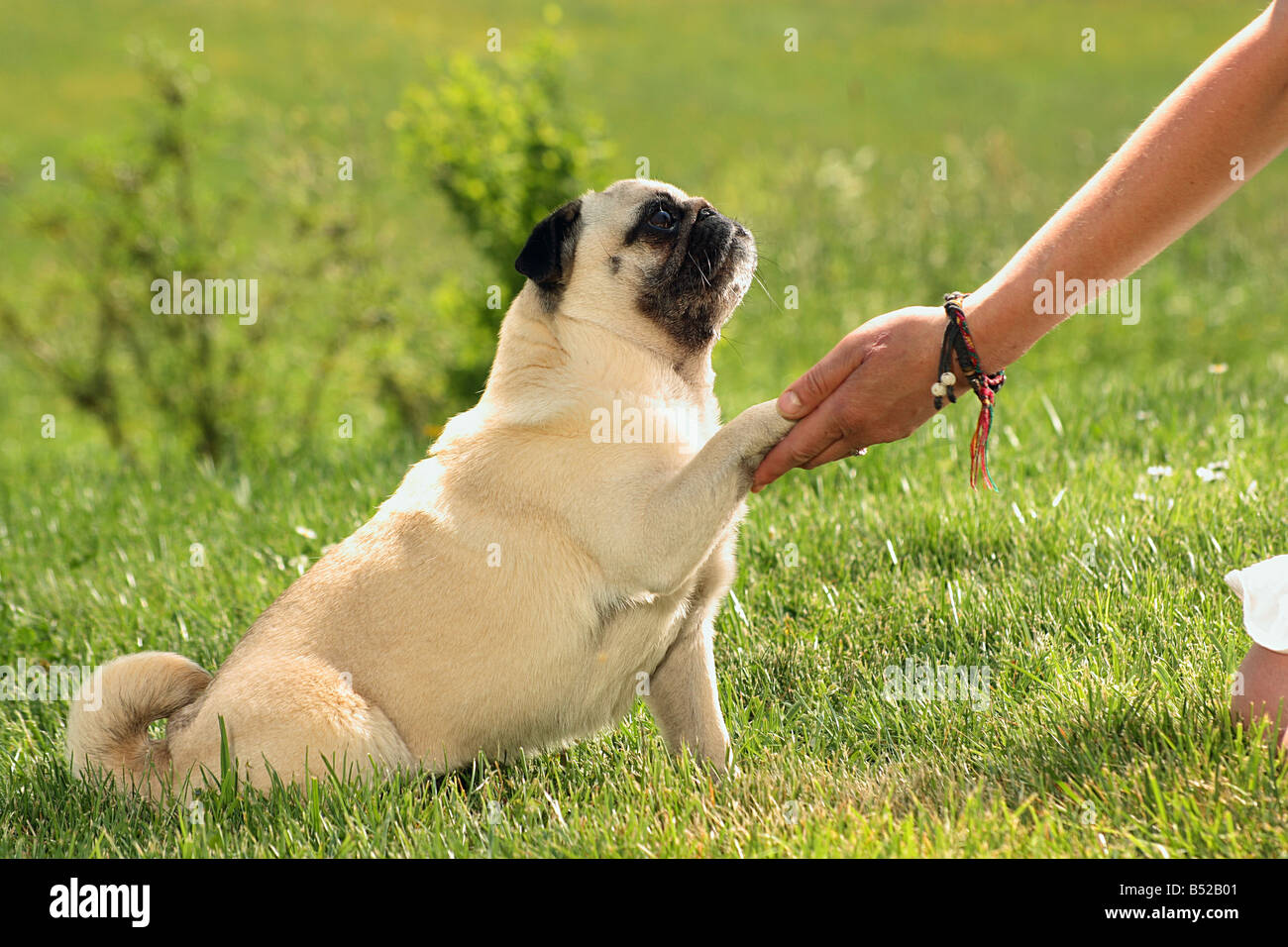 pug - giving paw Stock Photo - Alamy