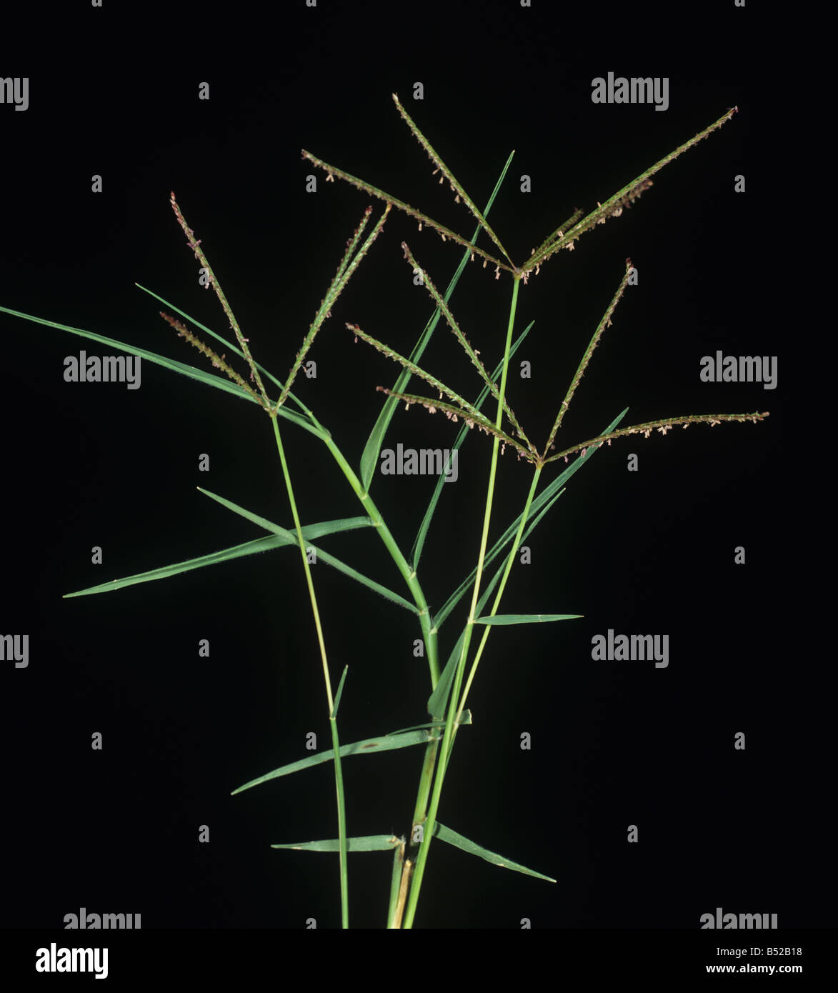 Bermuda grass Cynodon dactylon flower spikes inflorescences Stock Photo ...