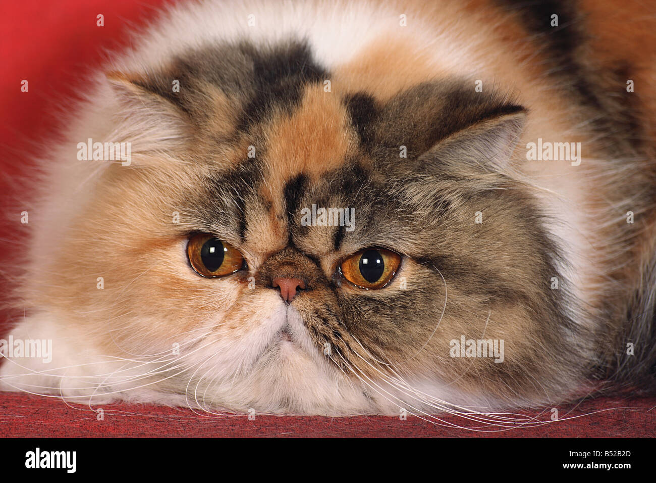 Persian tricolor cat hi-res stock photography and images - Alamy