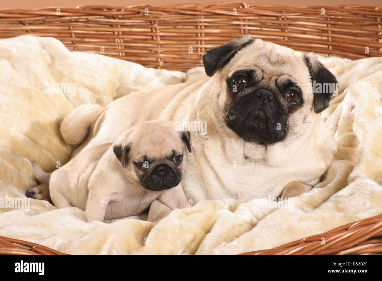 pug with puppy - in basket Stock Photo - Alamy