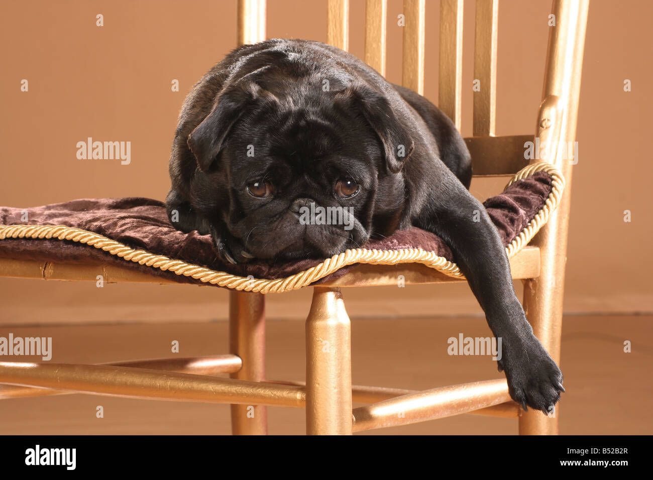 Dogs on chair hi-res stock photography and images - Alamy