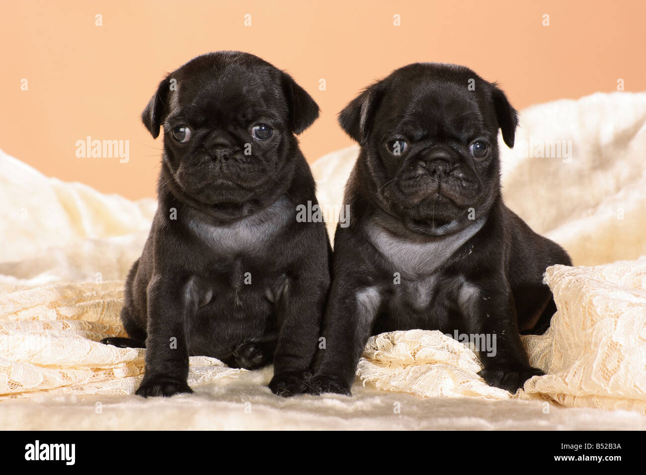 two pug puppies - sitting Stock Photo - Alamy