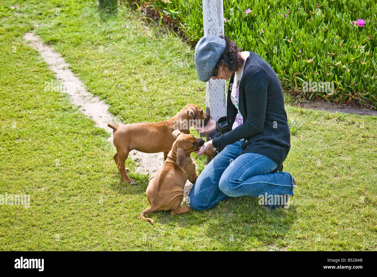 Woman playing with Rhodesian Ridgeback puppies Stock Photo - Alamy
