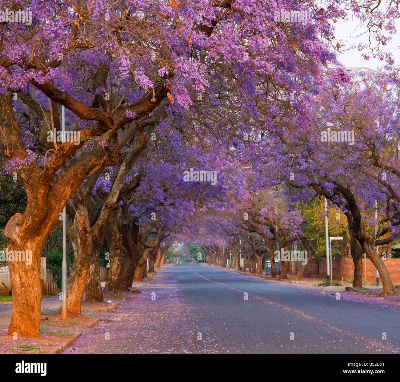 Jakaranda hi-res stock photography and images - Alamy