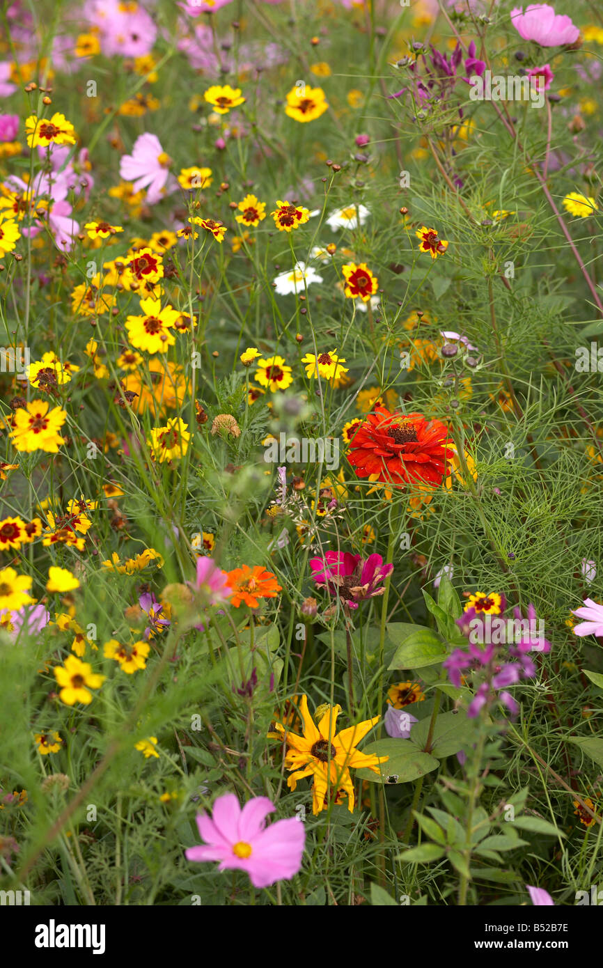Growing wild Flowers Stock Photo - Alamy