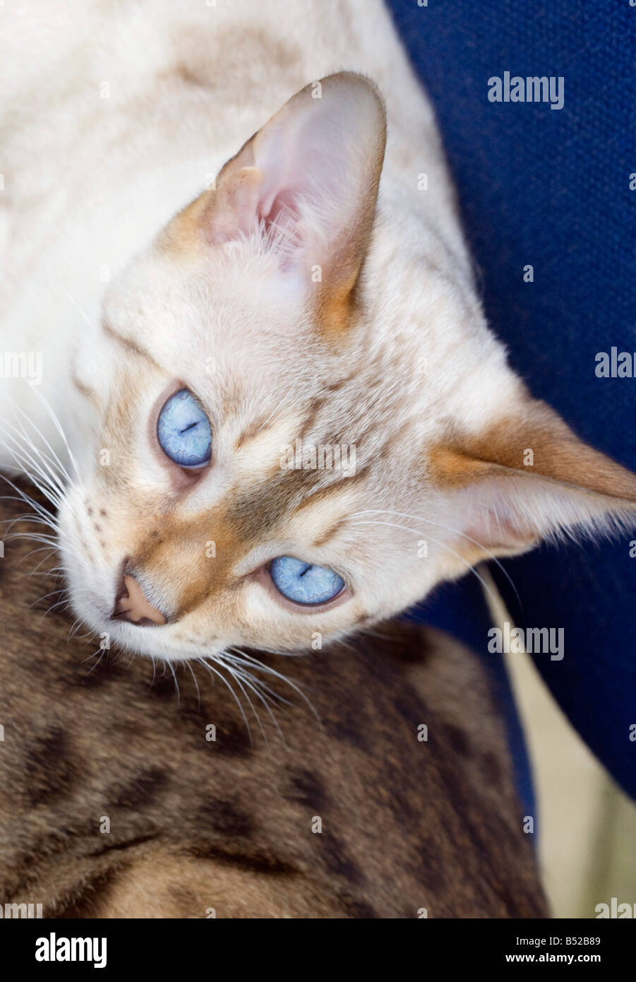A young male Snow spotted Bengal Cat lying against a Brown spotted ...