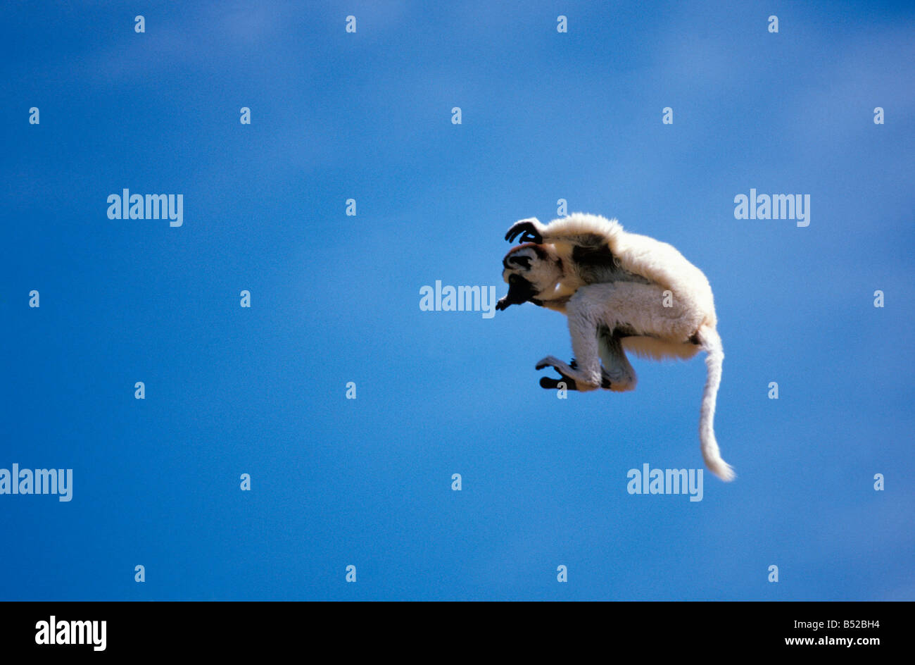 propitheque de coquerel propithecus verreauxi coquereli central ...