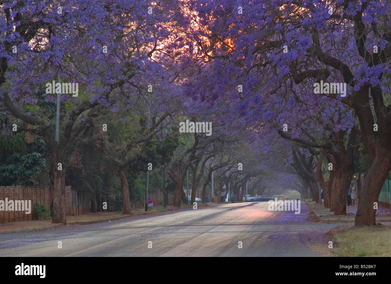Jakaranda hi-res stock photography and images - Alamy