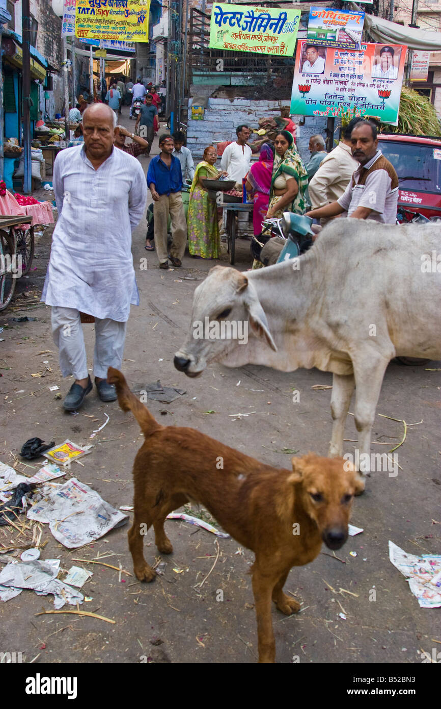 Blue dog pollution india hi-res stock photography and images - Alamy