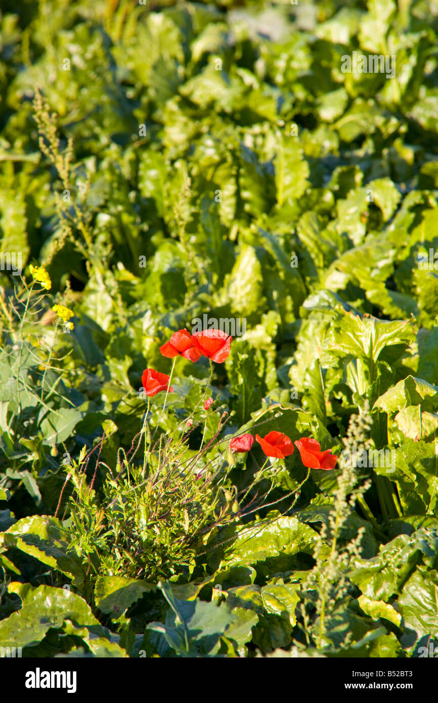 Beet flower hi-res stock photography and images - Alamy