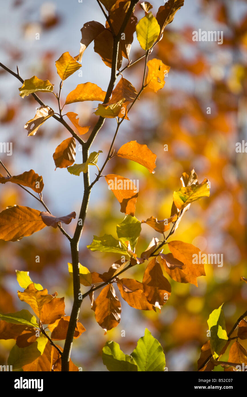 Beech leaves tree hi-res stock photography and images - Alamy